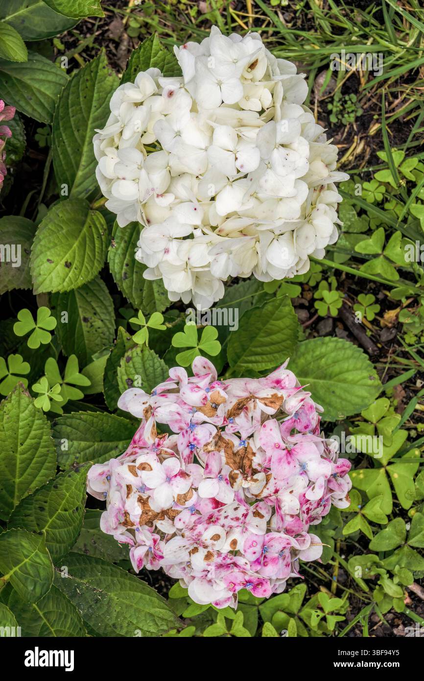Two hydrangea flower clusters of different color viewed from the top, in a garden in the eastern ...