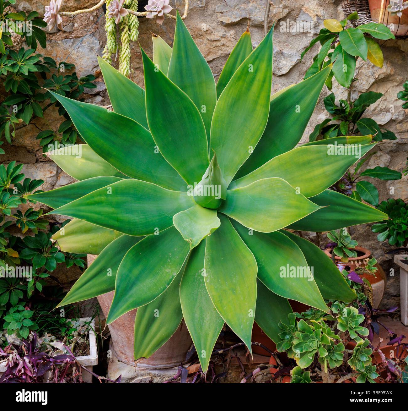 Macro details of plant Agave attenuata Stock Photo - Alamy