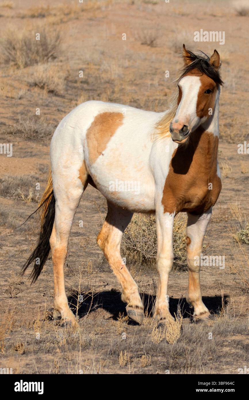 Uintah and ouray indian reservation hi-res stock photography and images ...