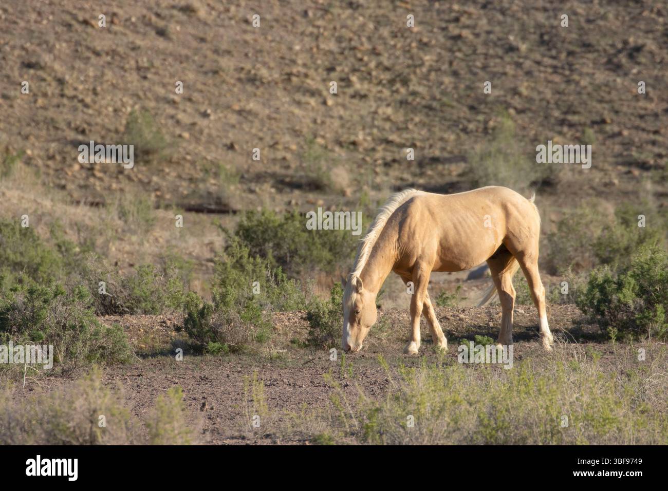 Uintah and ouray indian reservation hi-res stock photography and images ...