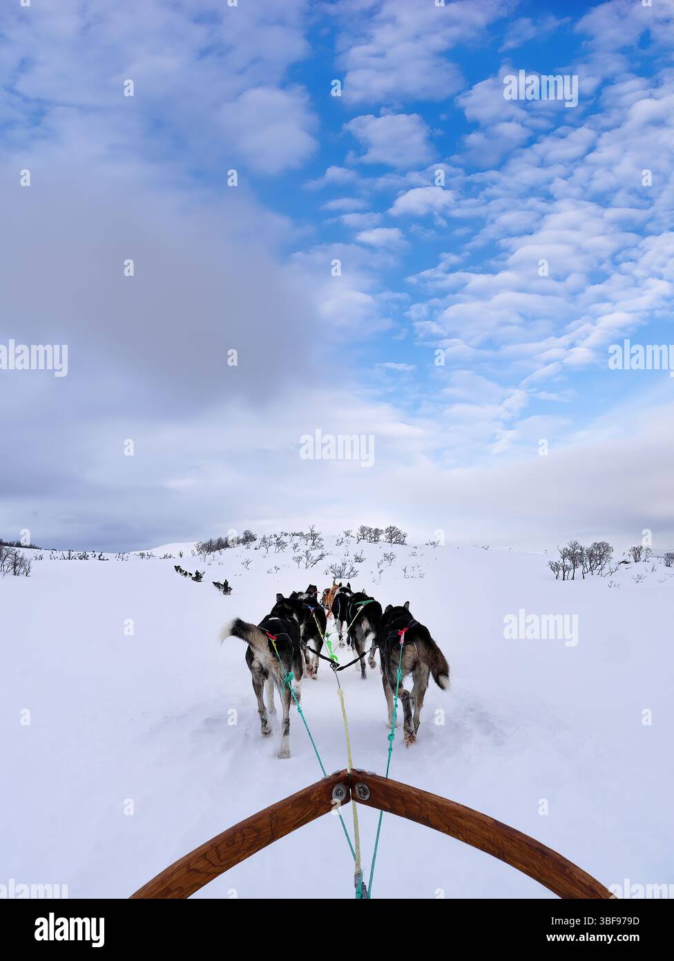 Six husky sled dogs hi-res stock photography and images - Alamy
