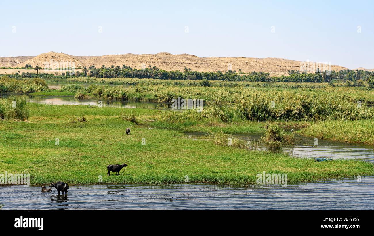 Cattle on the banks of the river Nile, Egypt. The Nile River is verdant ...