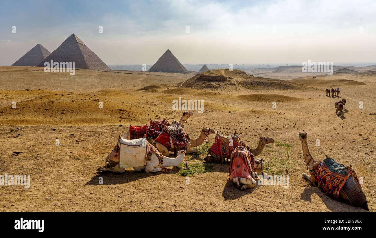 Camels resting on the Giza Plateau, Cairo, Egypt. The pyramids in the ...