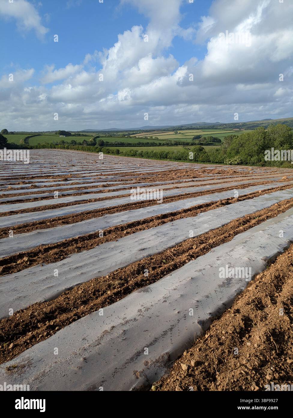 Field of soil covered in plastic strips Stock Photo - Alamy
