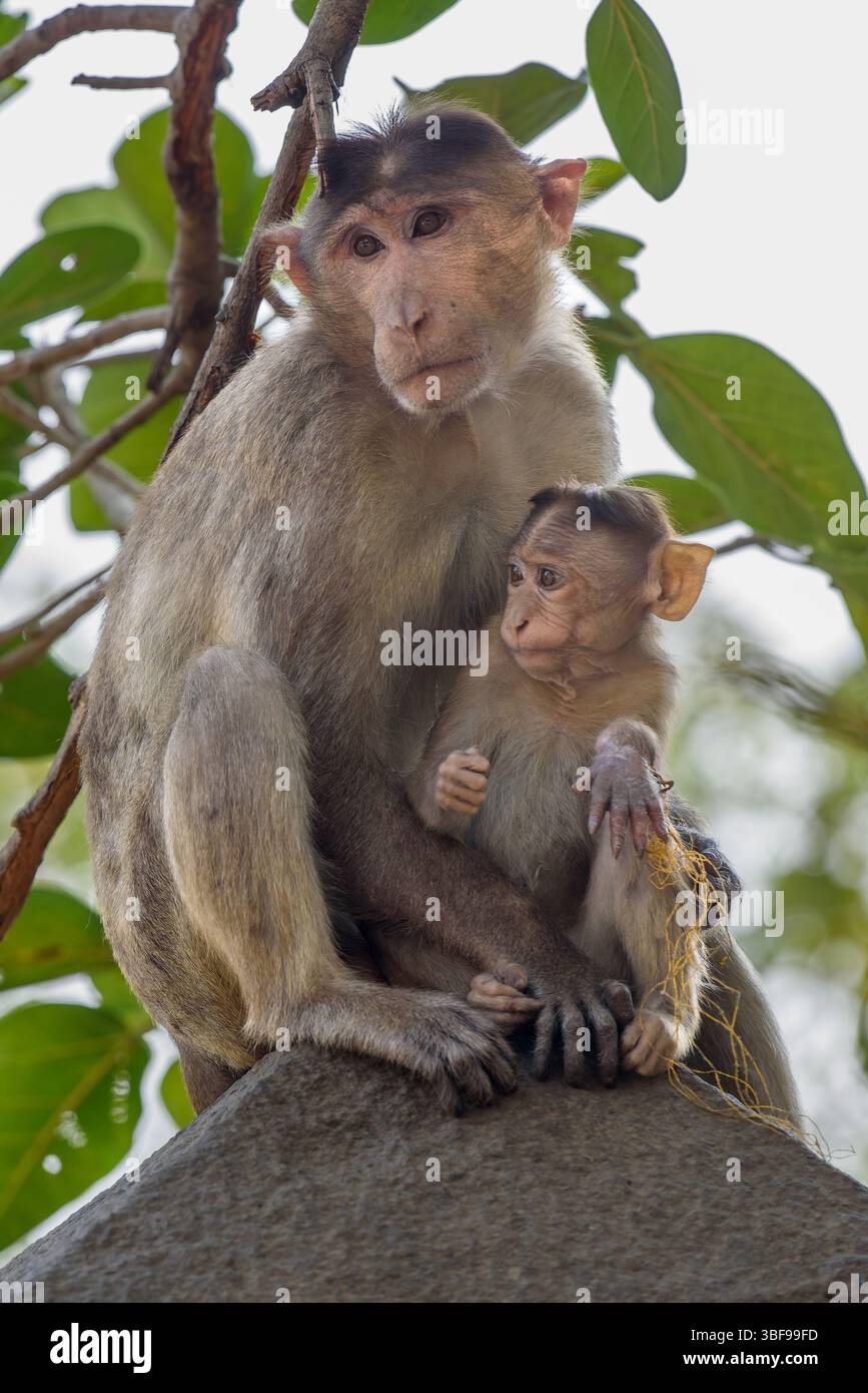 Monkey from urban areas hi-res stock photography and images - Alamy