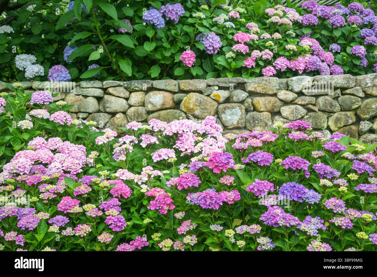 Hydrangea and Stone Wall, Cape Cod, Mass. , USA, July 2024 Hydrangea ...