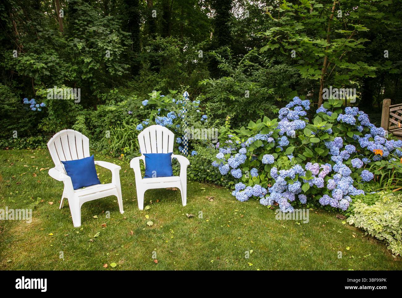 Two garden chairs with blue pillows & a blue Hydrangea shrub to match ...