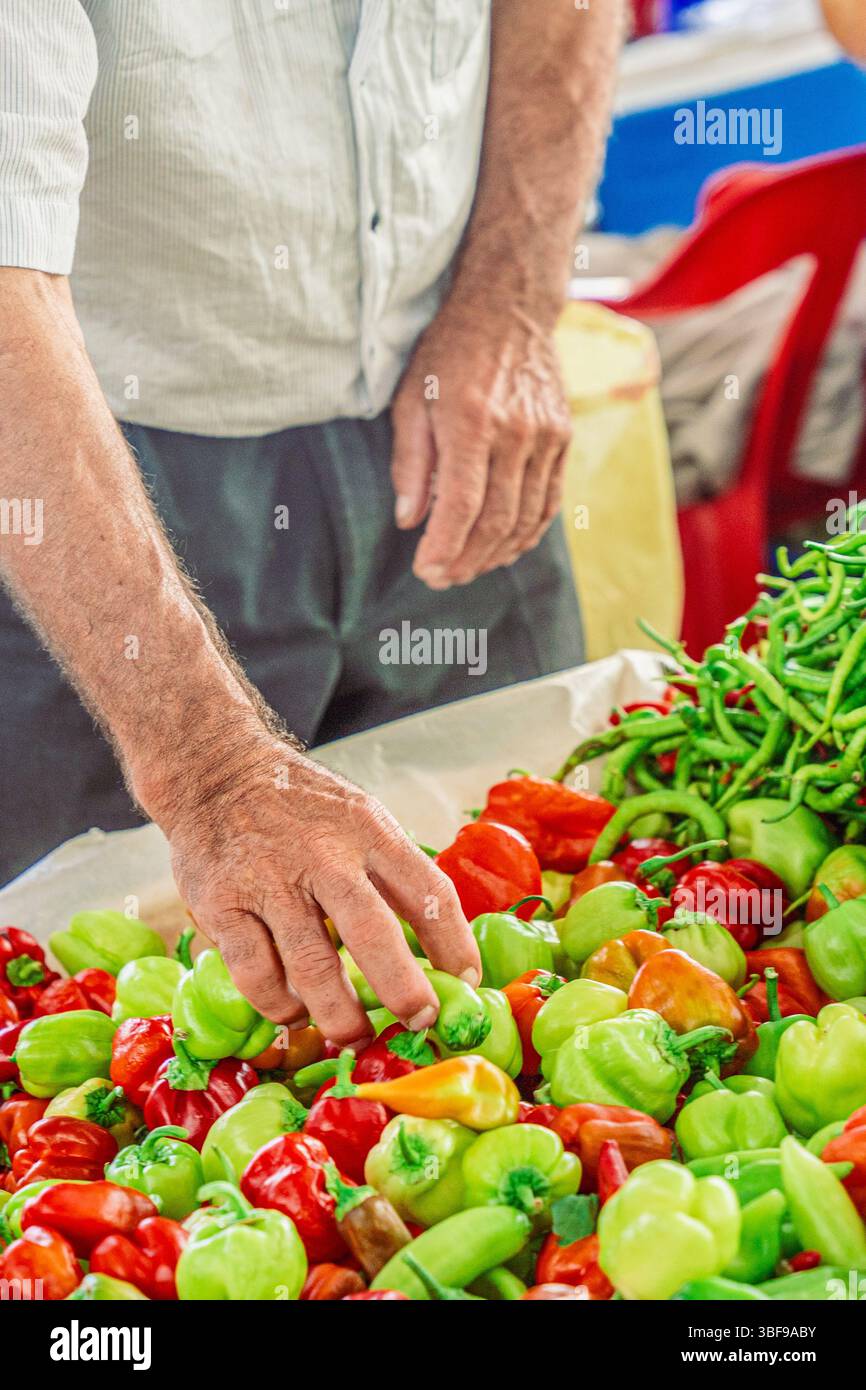 Hand picking fresh green chili hi-res stock photography and images - Alamy