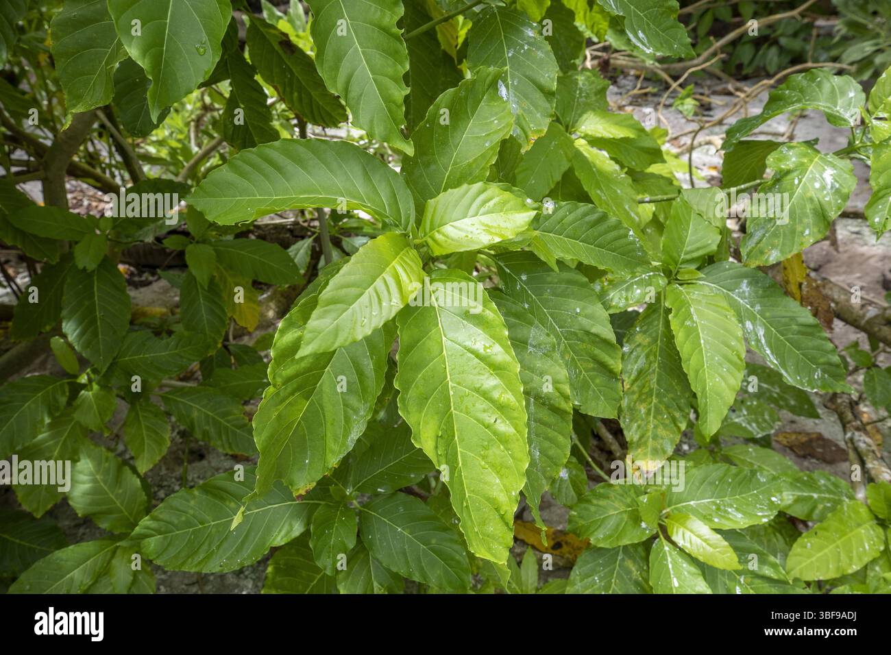 Pisonia tree Pisonia grandis Pisonia tree at Palmyra Atoll National ...