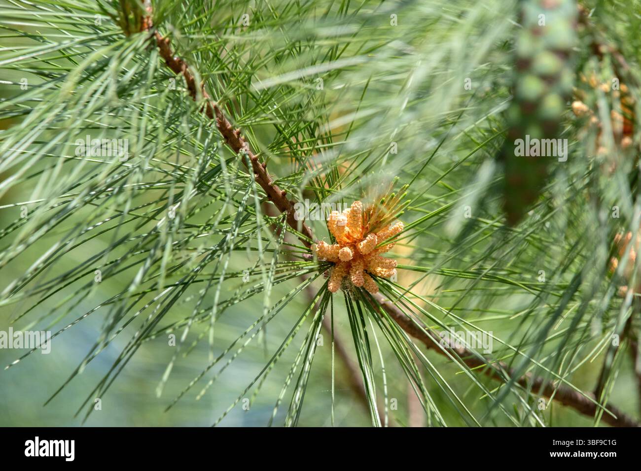 White pine pinus strobus close up hi-res stock photography and images ...
