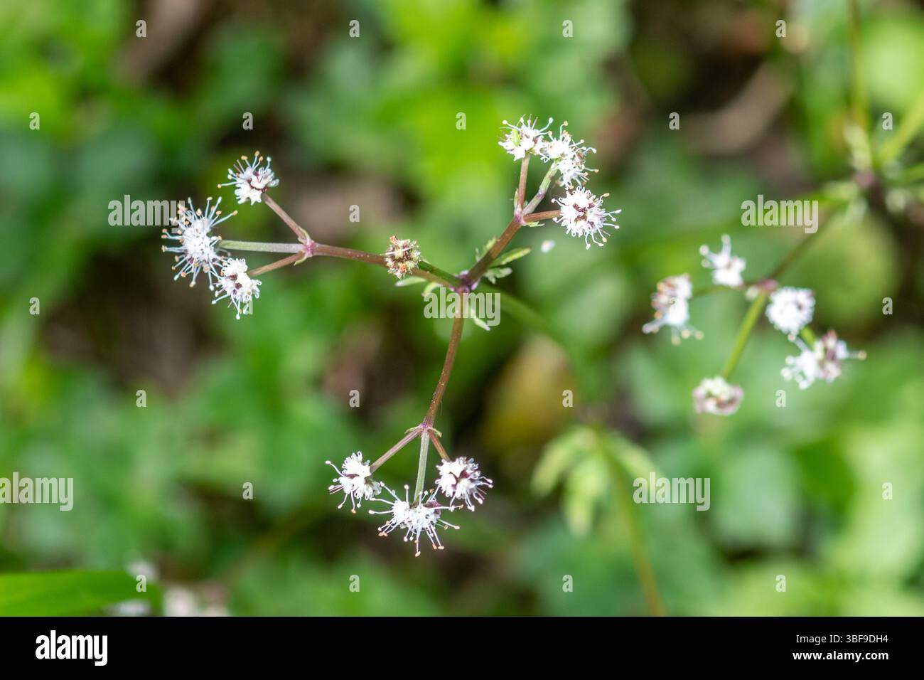 Sanicle wildflower (Sanicula europaea, also called wood sanicle), a ...