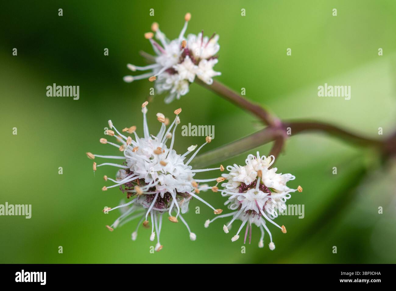 Sanicle wildflower (Sanicula europaea, also called wood sanicle), a ...