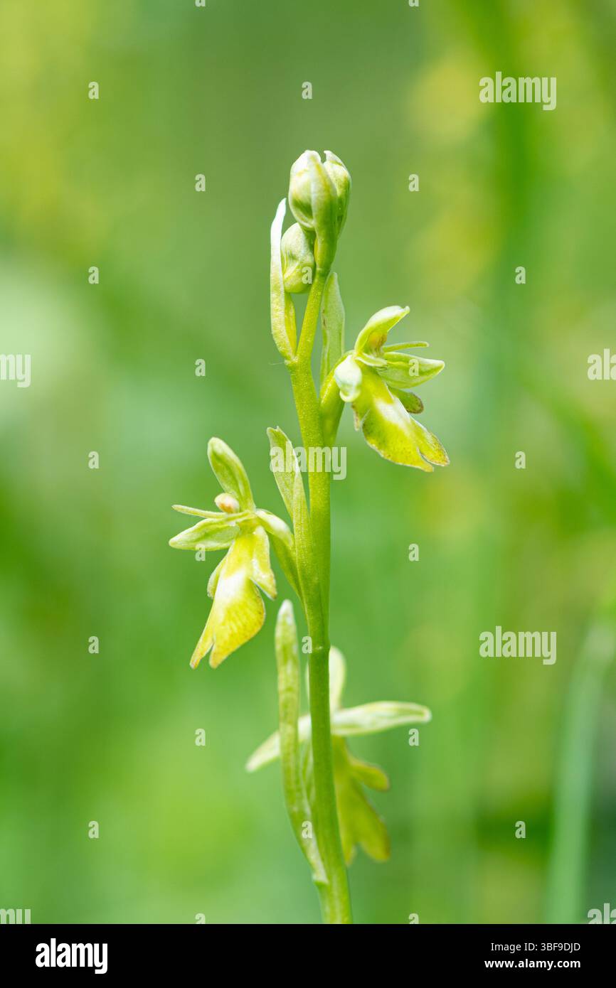 Rare yellow colour variant hi-res stock photography and images - Alamy