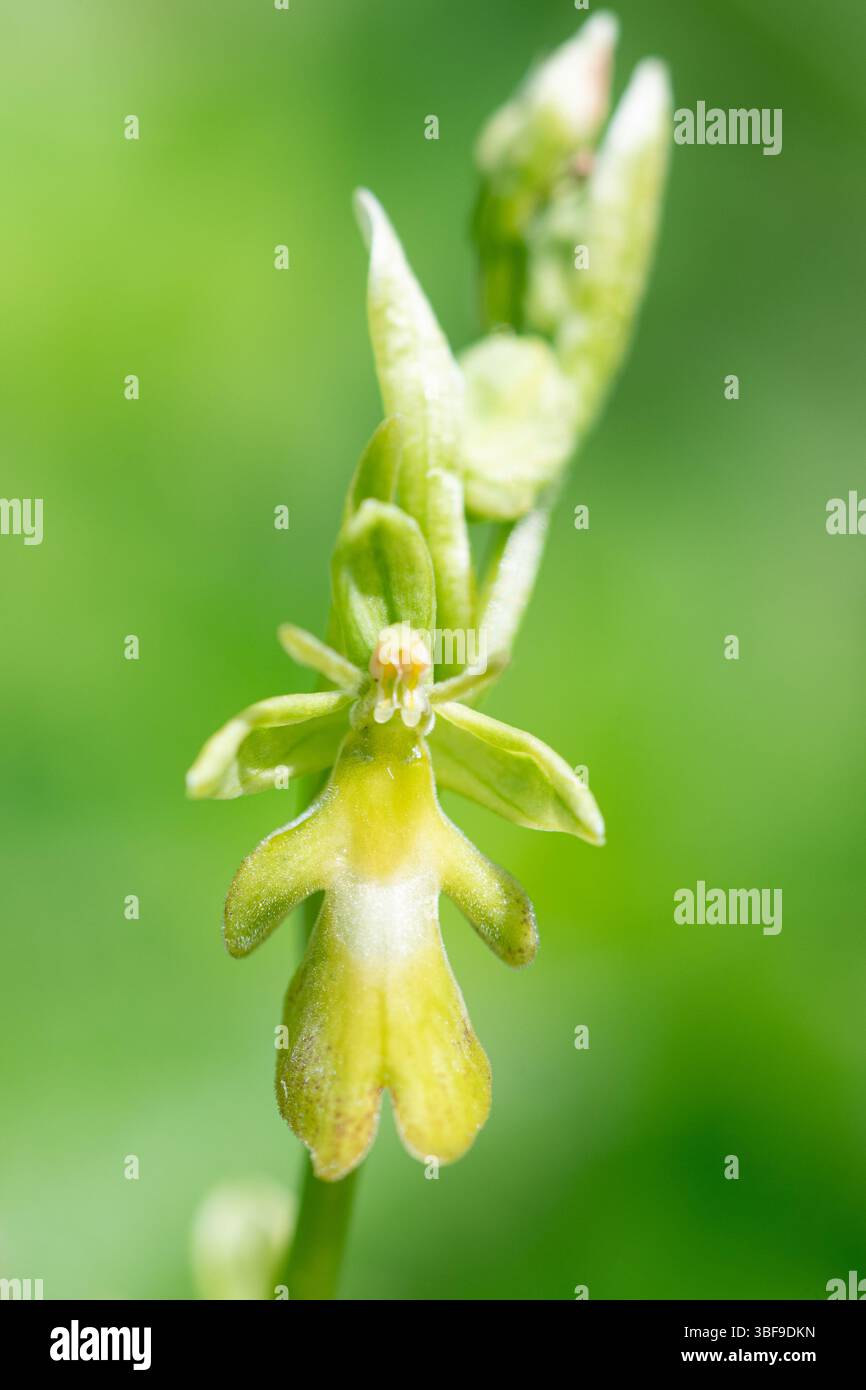 Ophrys insectifera, the fly orchid, rare yellow colour variant ...