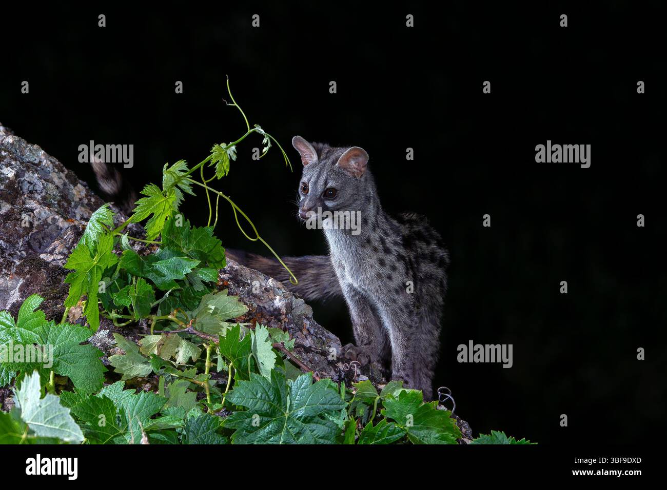 Genet, genetta genetta hunting at night. Extremadura, Spain Stock Photo ...