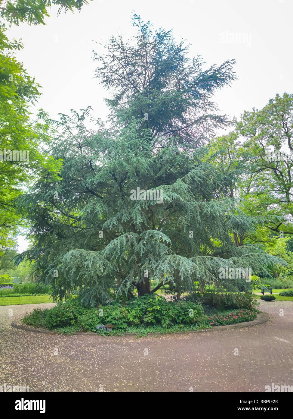 Large Himalayan cedar (Cedrus deodara) with beautiful blue-green ...