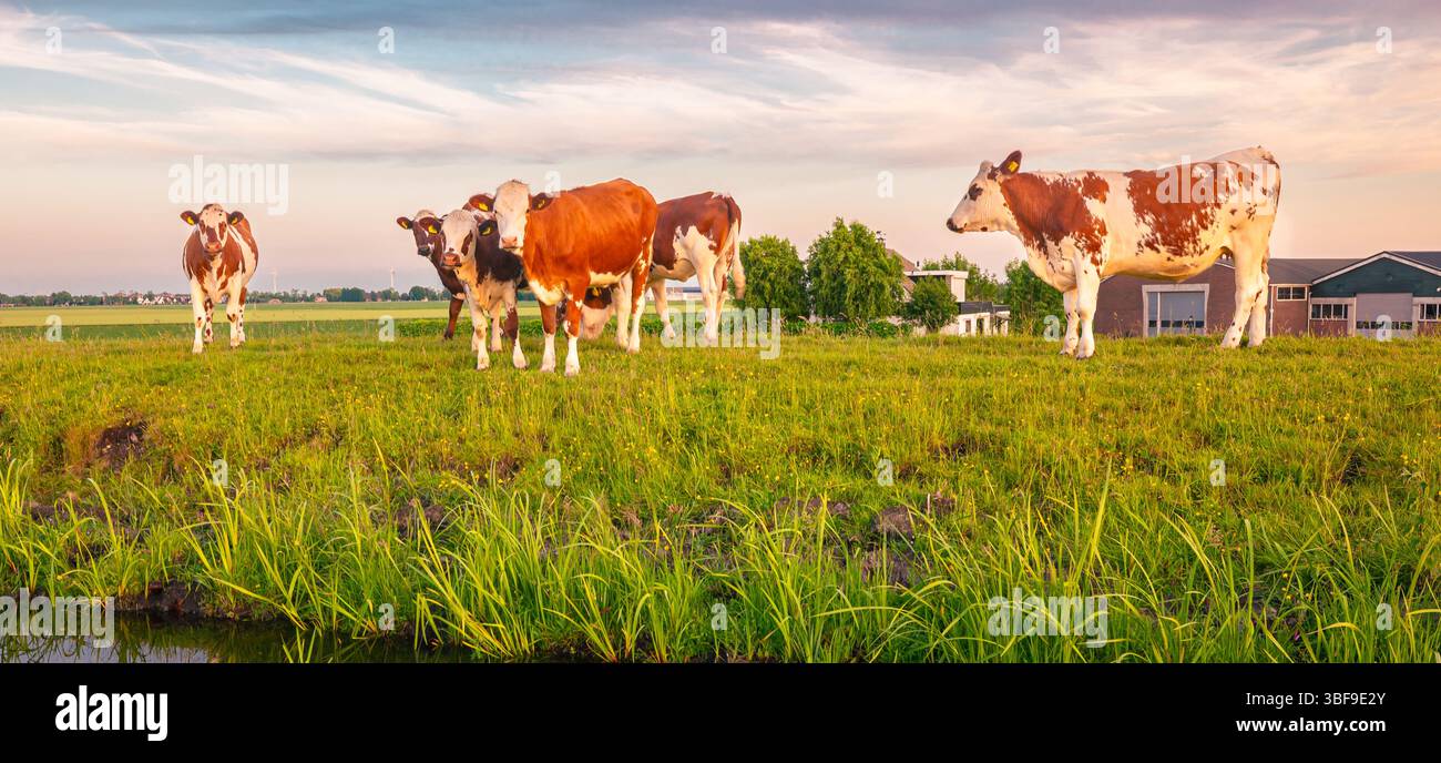 Typical Dutch image of cows standing in the meadow Stock Photo - Alamy