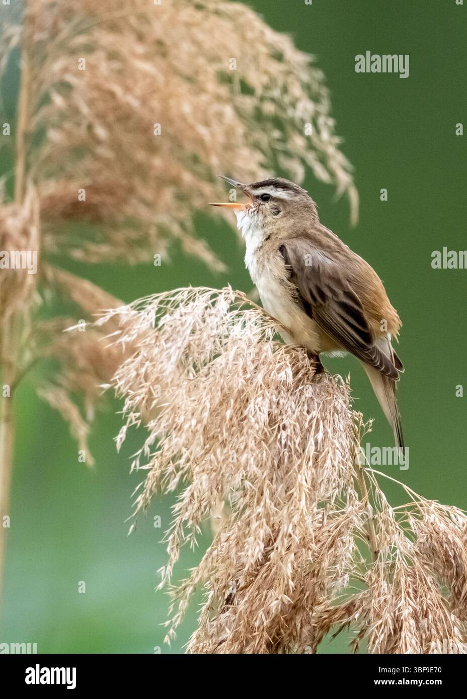 Eurasian reed warbler singing hi-res stock photography and images - Alamy