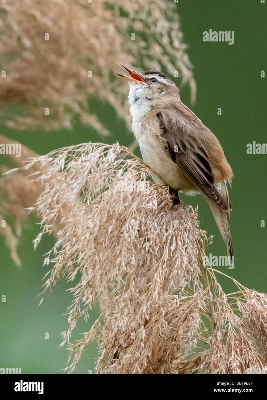 Eurasian reed warbler singing hi-res stock photography and images - Alamy