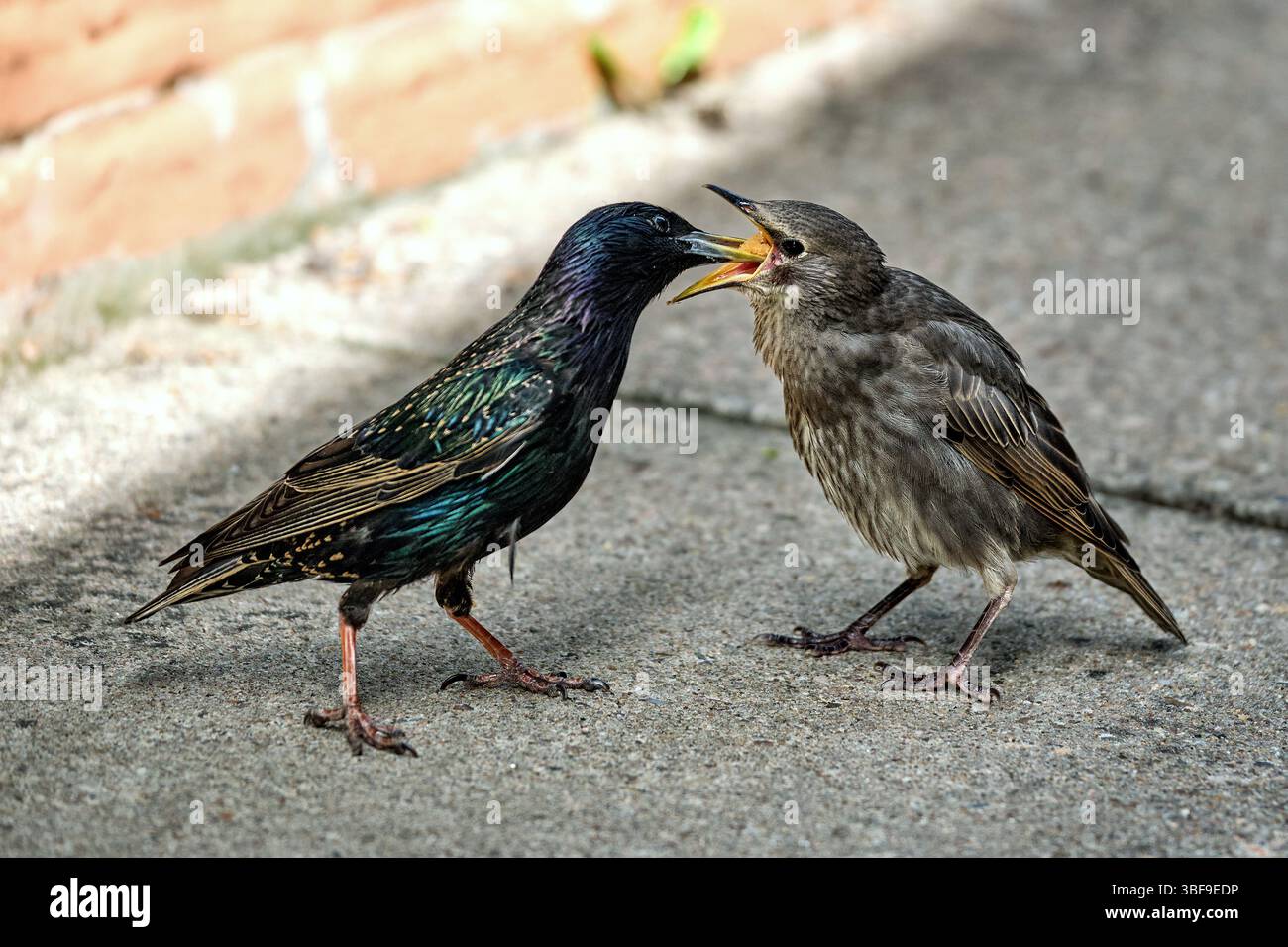 Moment of feeding hi-res stock photography and images - Alamy