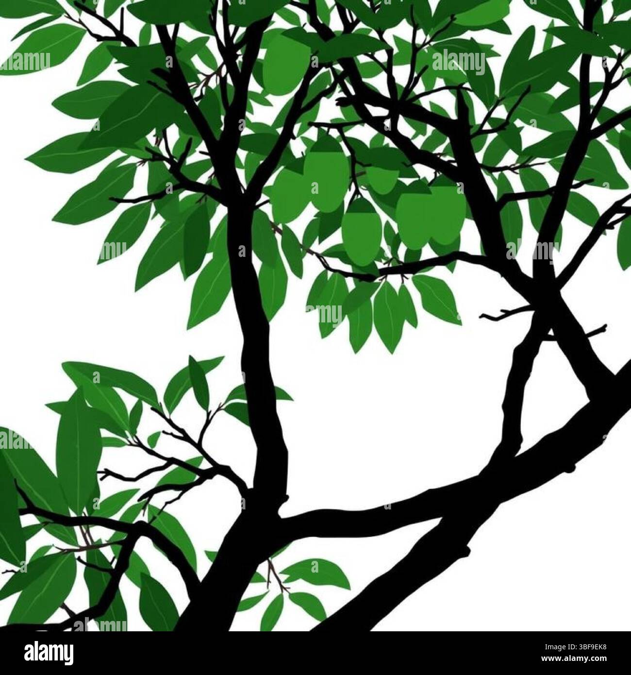 Mango tree silhouette hi-res stock photography and images - Alamy