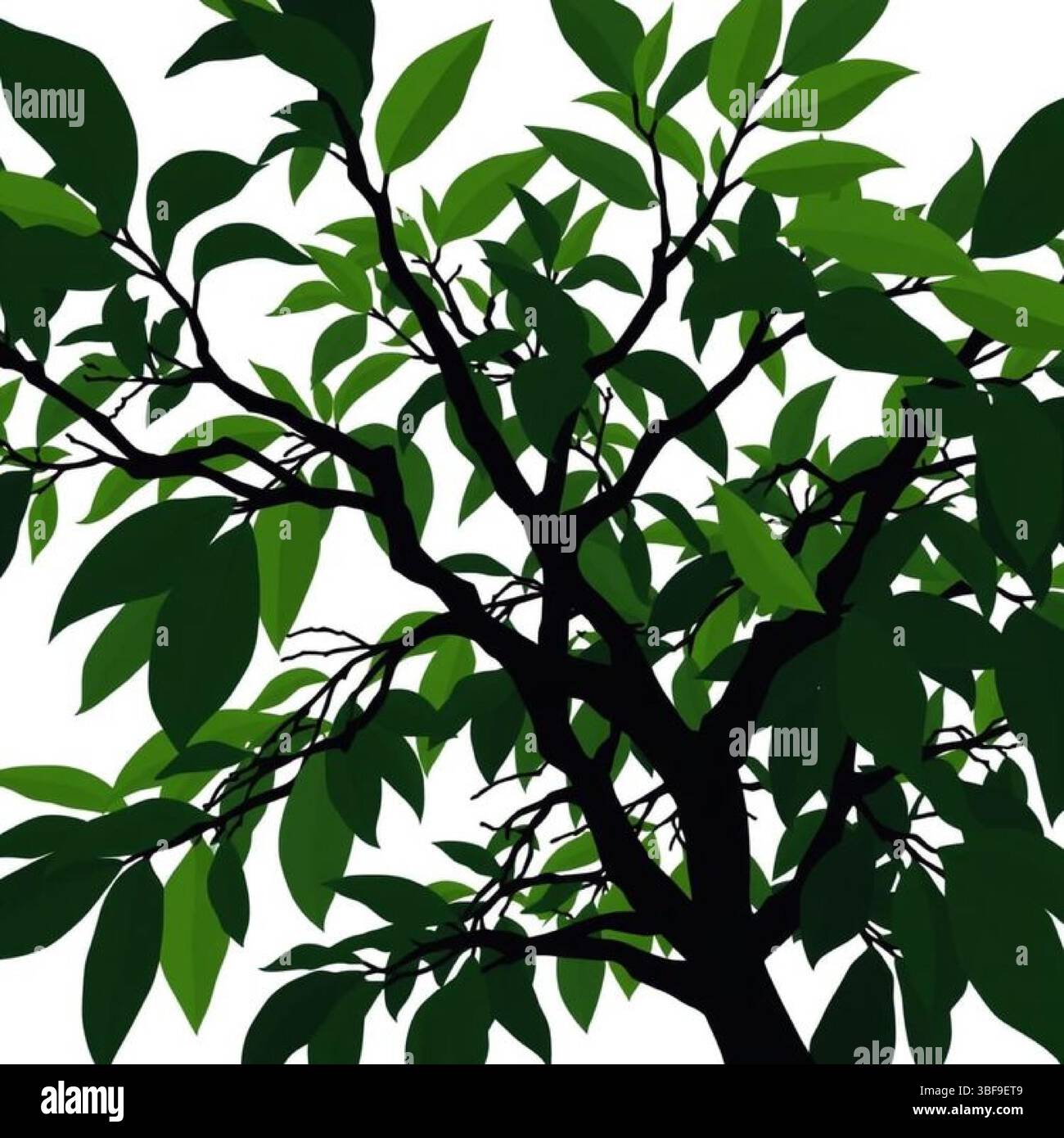 Asian fruit tree Stock Vector Images - Alamy