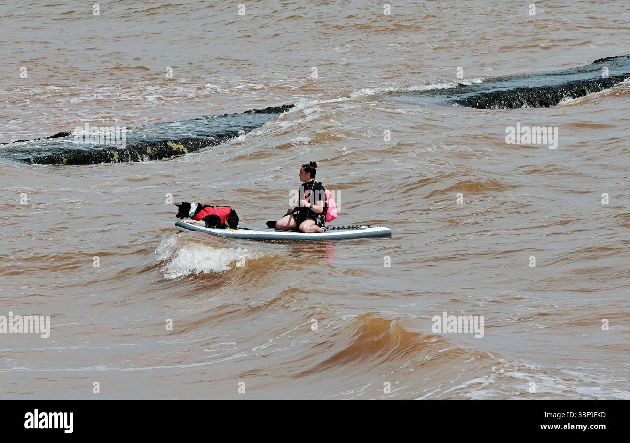 Lone paddle boarder seen with dog on Board as it leaps ashore at Sidmouth in East Devon. Picture ...