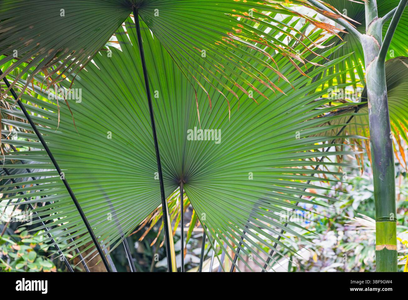 Fan shaped leaves create hi-res stock photography and images - Alamy