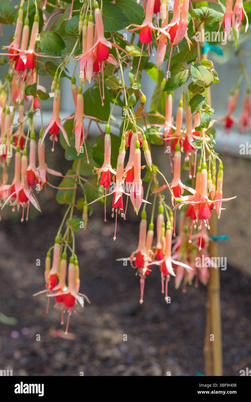 Hanging clusters of tubular pink and red flowers from a trailing plant ...