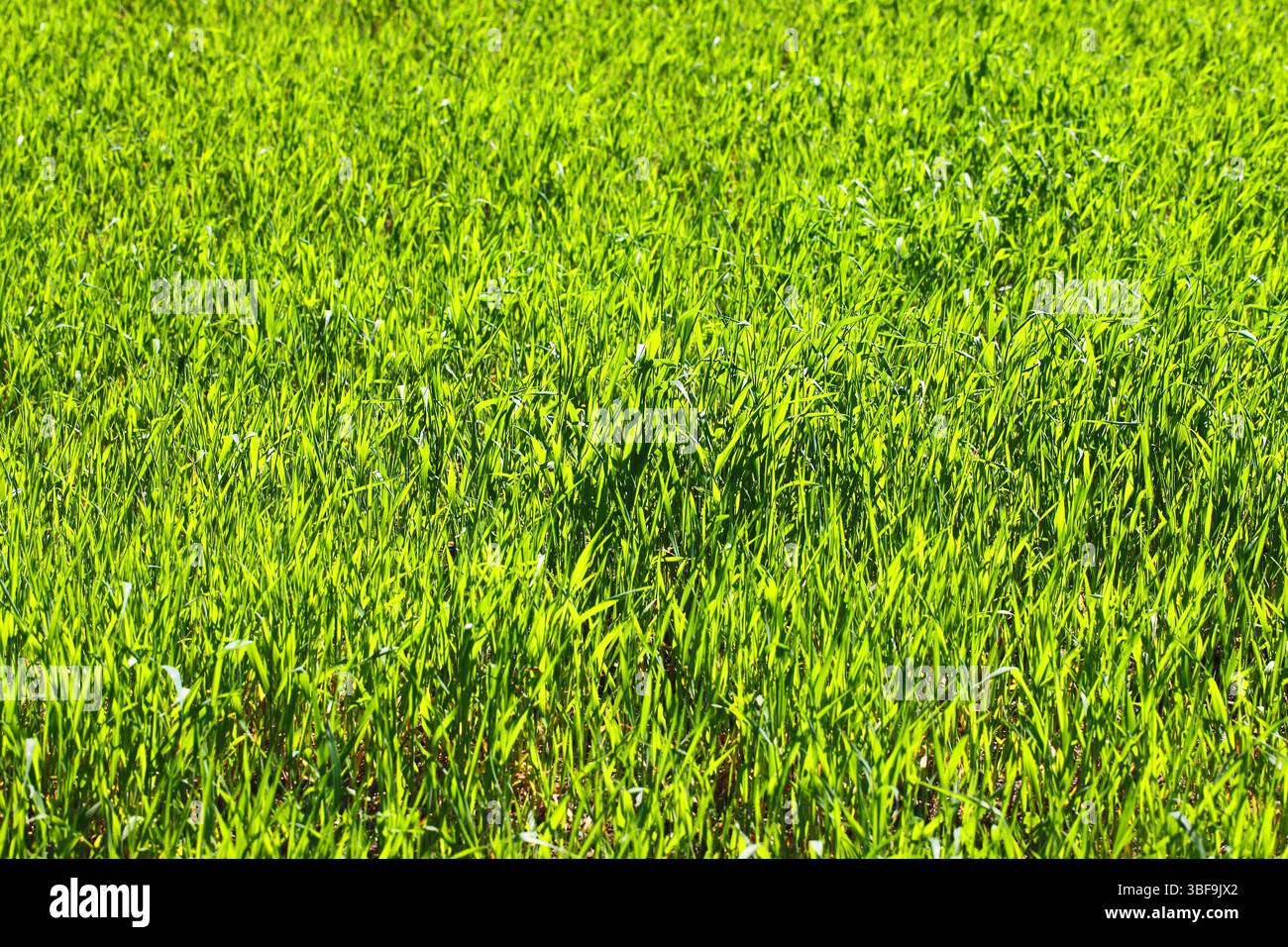 Green grass field texture. Bright spring meadow closeup. Fresh lush ...
