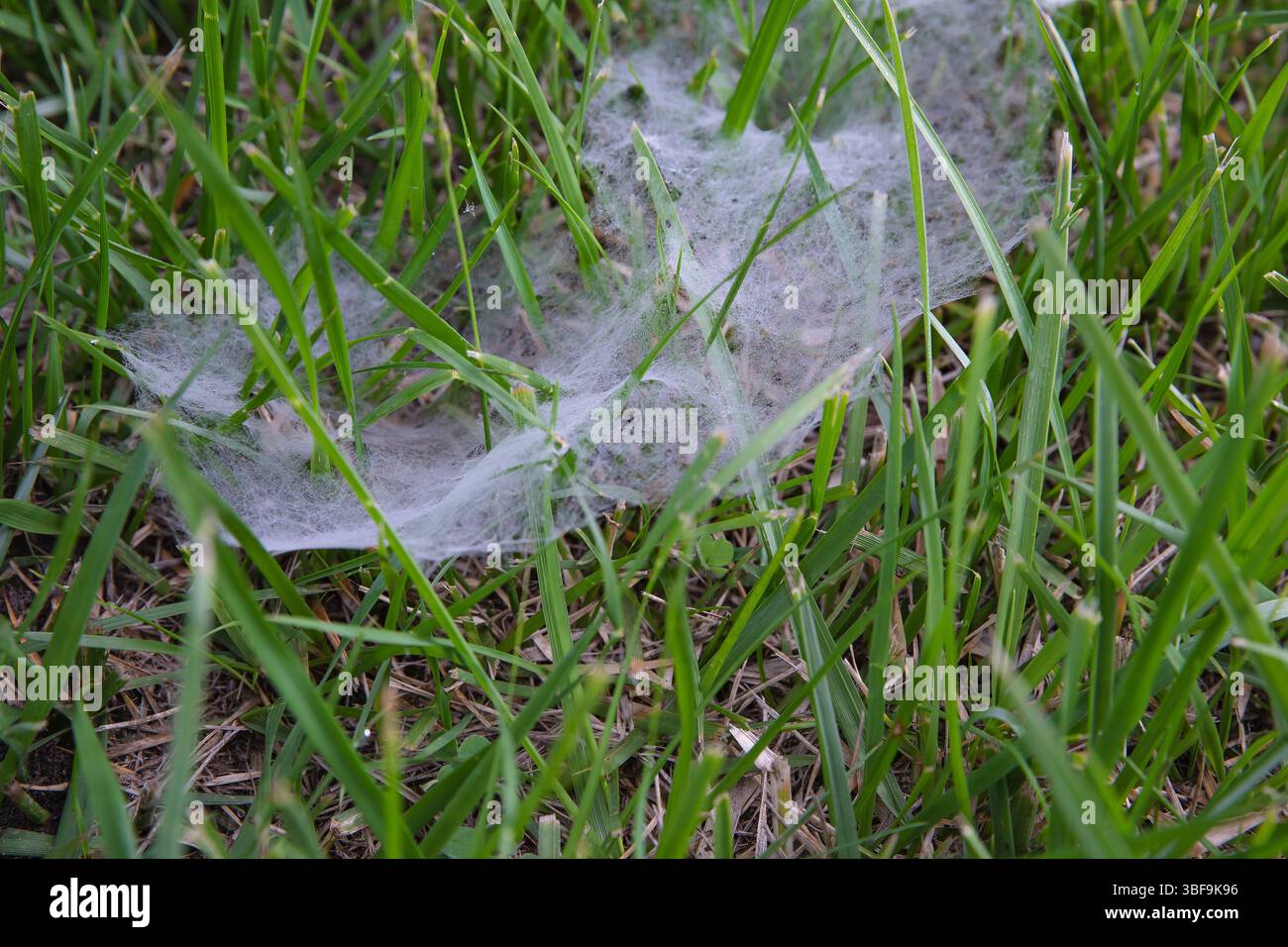 Spider Webs on Juniper Bush in Morning Light Stock Photo - Alamy