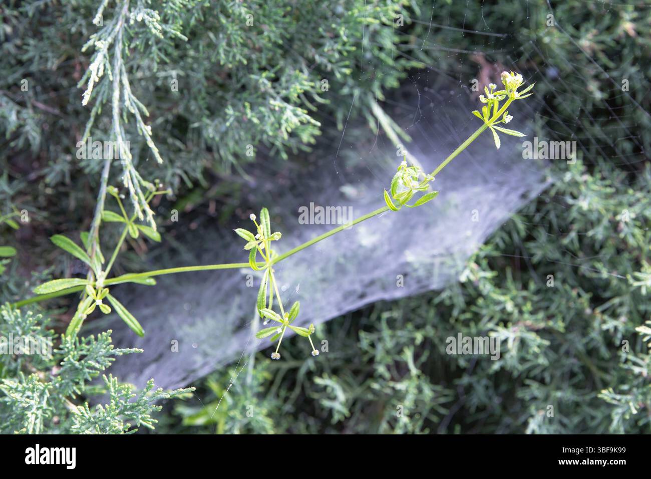 Spider Webs on Juniper Bush in Morning Light Stock Photo - Alamy