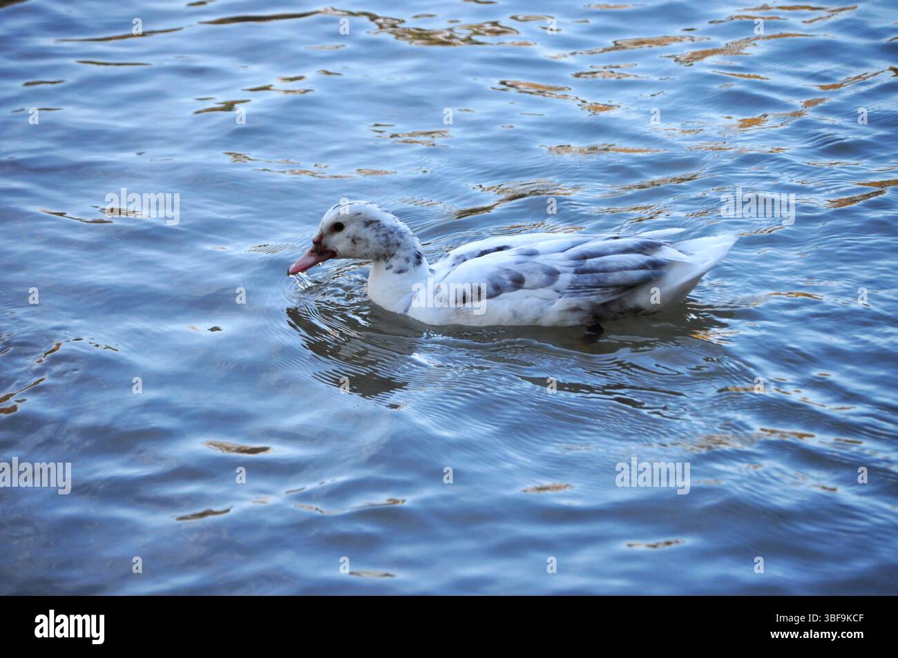 Beautiful white duck with gray spots swimming in the lake Stock Photo ...