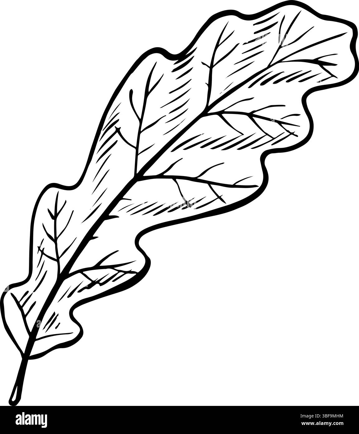 Hand drawn black oak Cut Out Stock Images & Pictures - Alamy