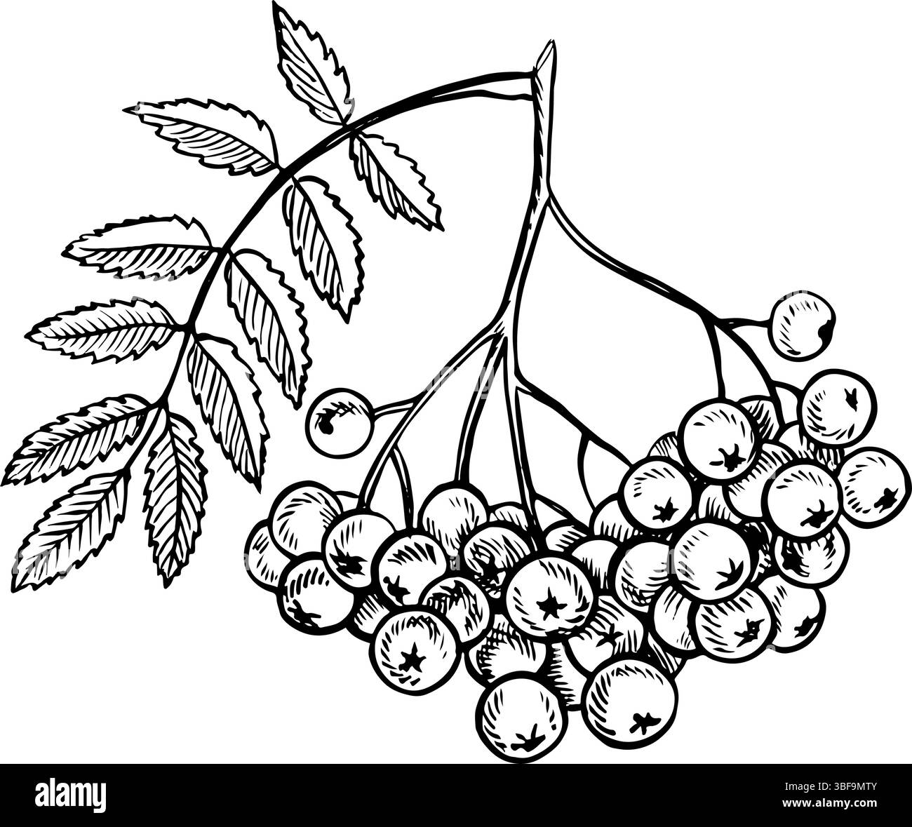 Ashberry Black and White Stock Photos & Images - Alamy
