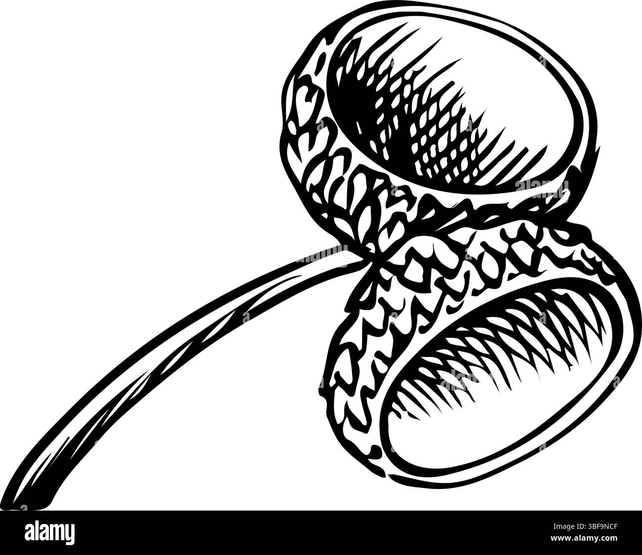 Autumn season acorn Black and White Stock Photos & Images - Alamy