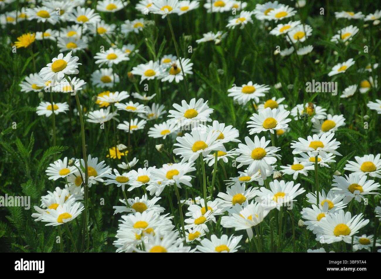 Kastrup/Copenhagen/ Denmark/31 may 2025/. Daisy flowers in kastrup ...