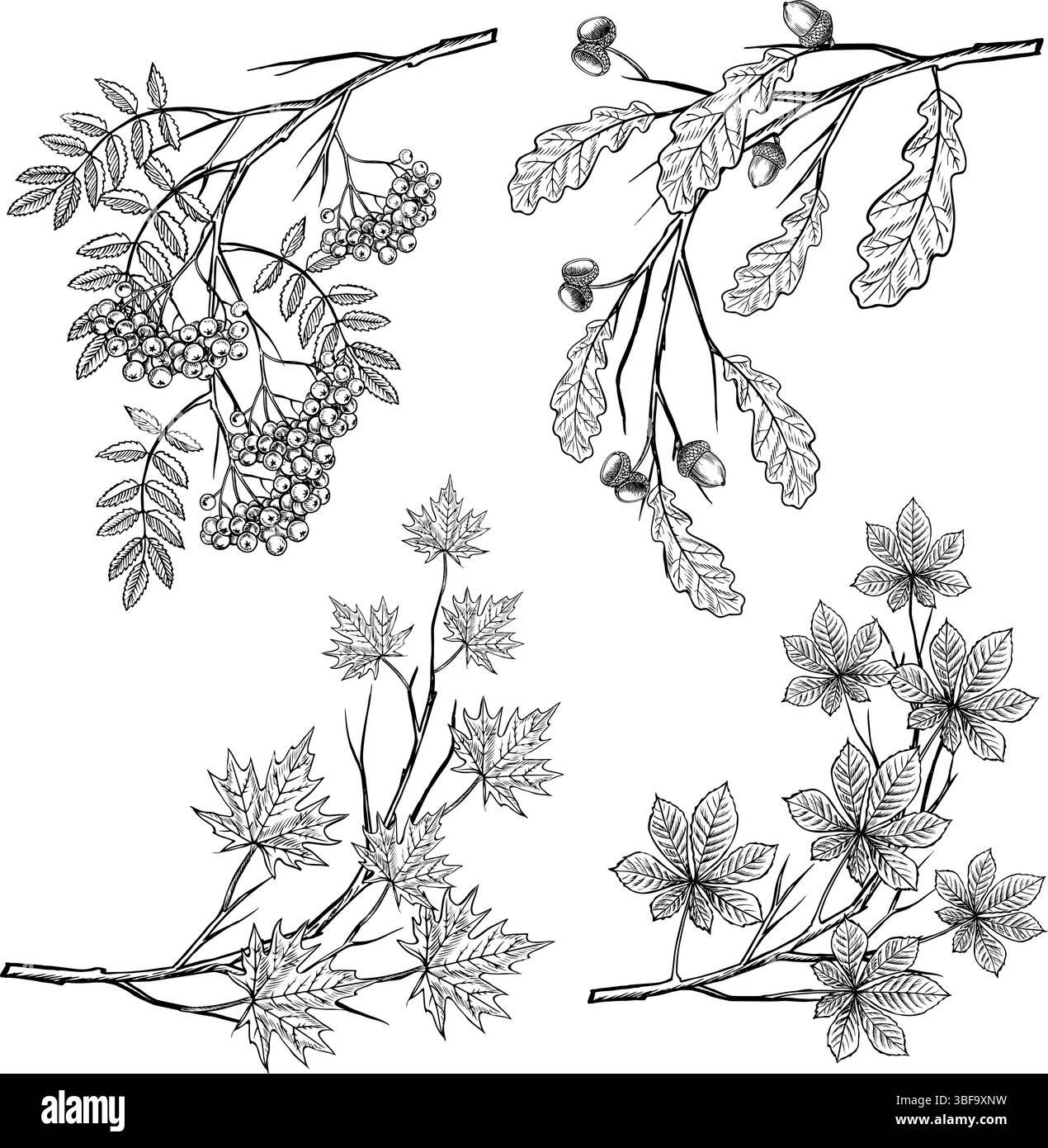 A set with branches of oak, maple, mountain ash and chestnut. Vector ...