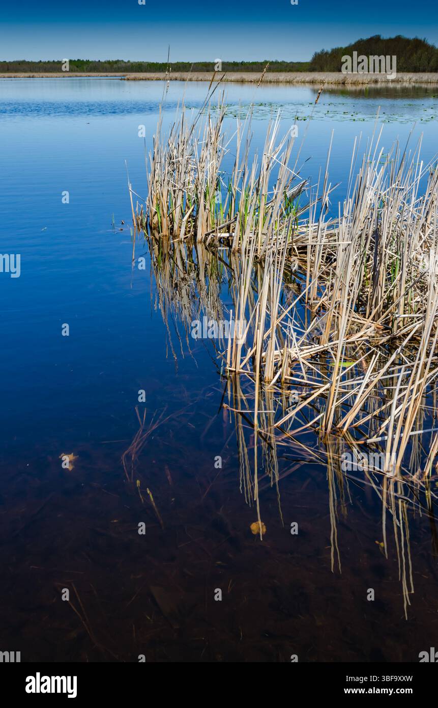 Dry bullrushes leading out into a blue lake, showing reflections and ...