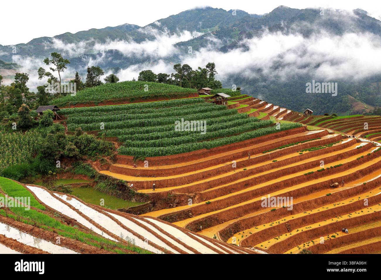 Rice terraces and corn fields in Mu Cang Chai area, Yen Bai province ...