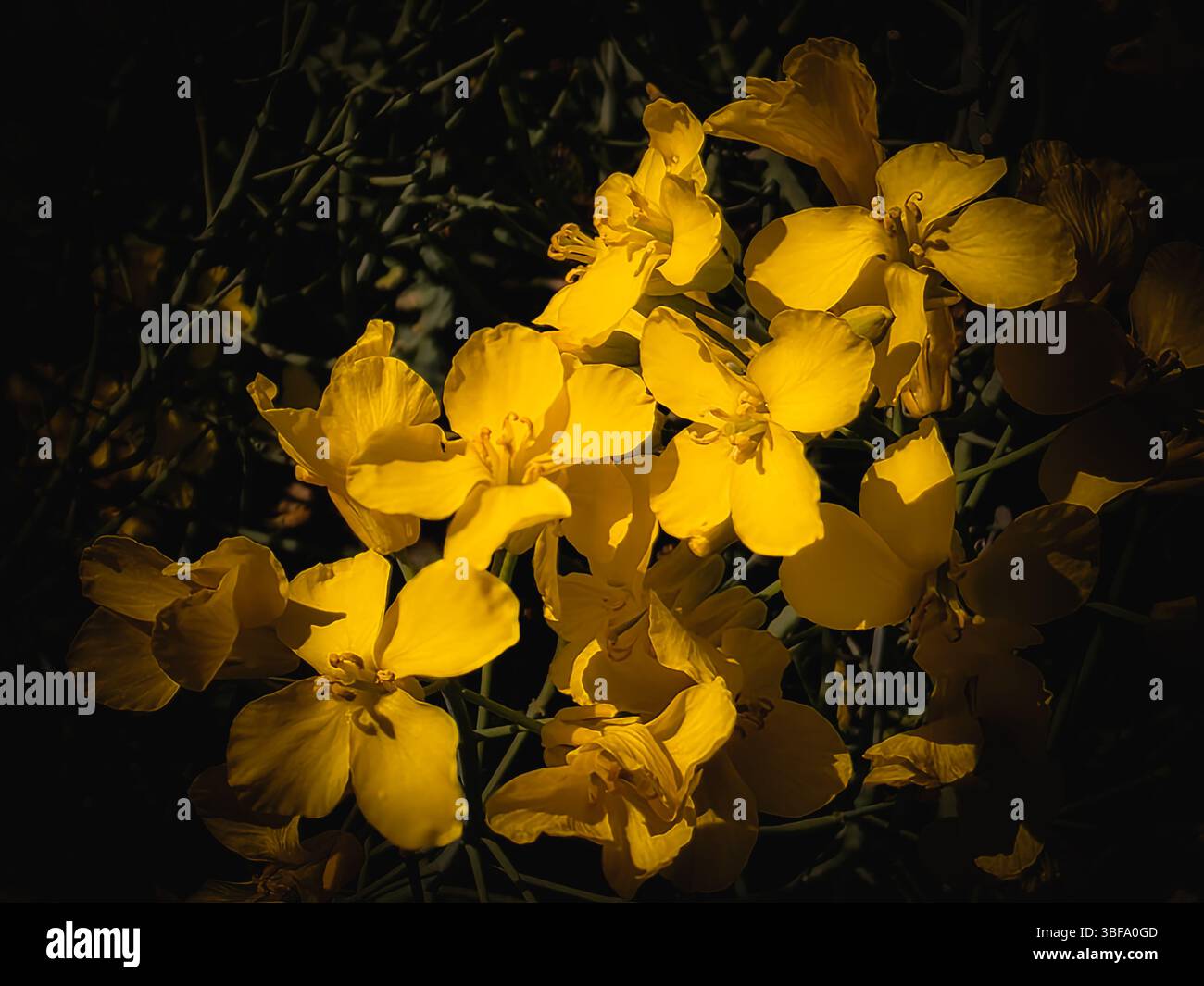 Chiaroscuro view plant flower silhouette hi-res stock photography and ...