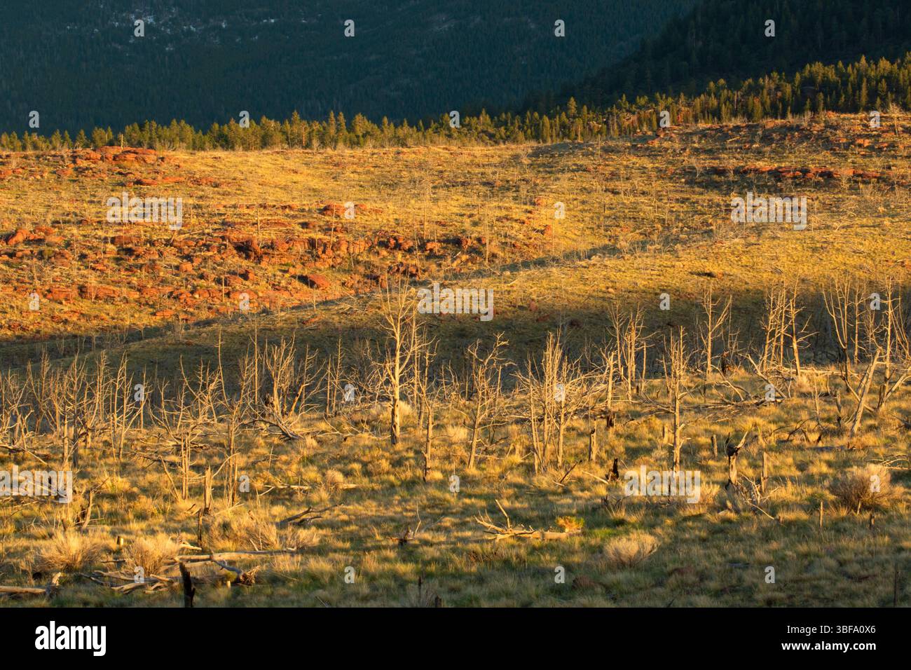 Burn area near Dripping Springs, Flaming Gorge National Recreation Area ...