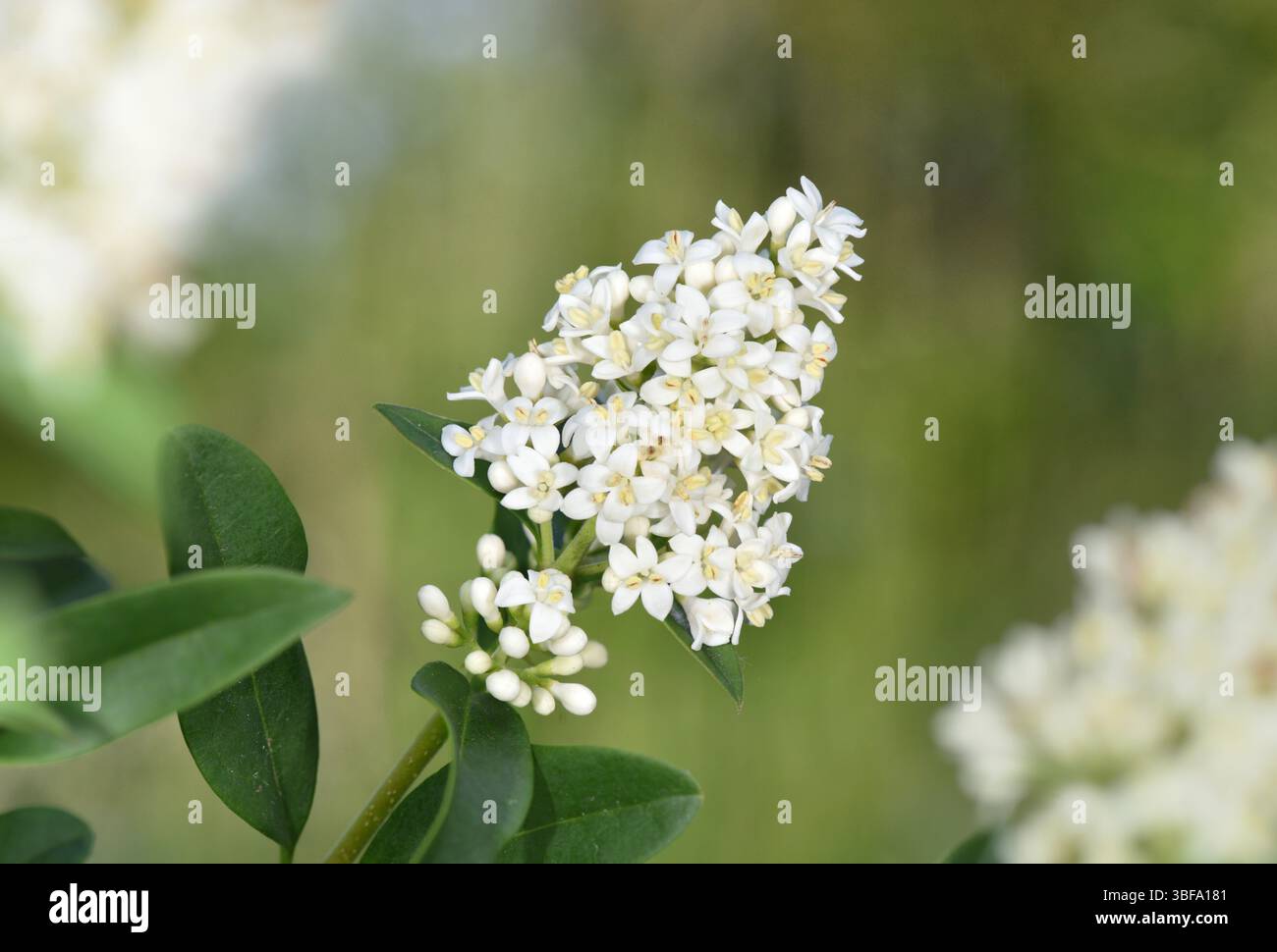 Wild Privet - Ligustrum vulgare Stock Photo - Alamy