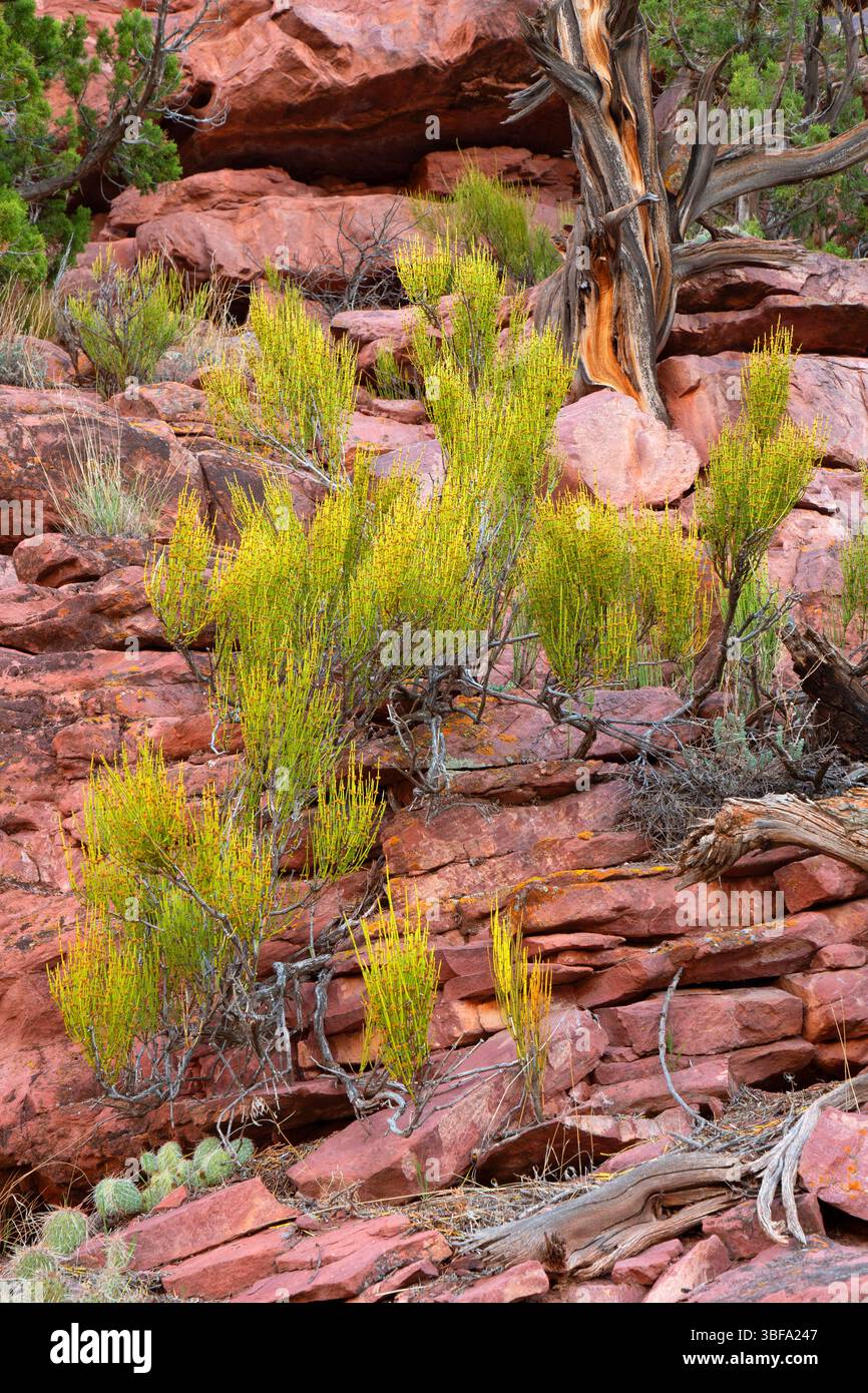 Mormon tea along Little Hole National Recreation Trail, Flaming Gorge ...