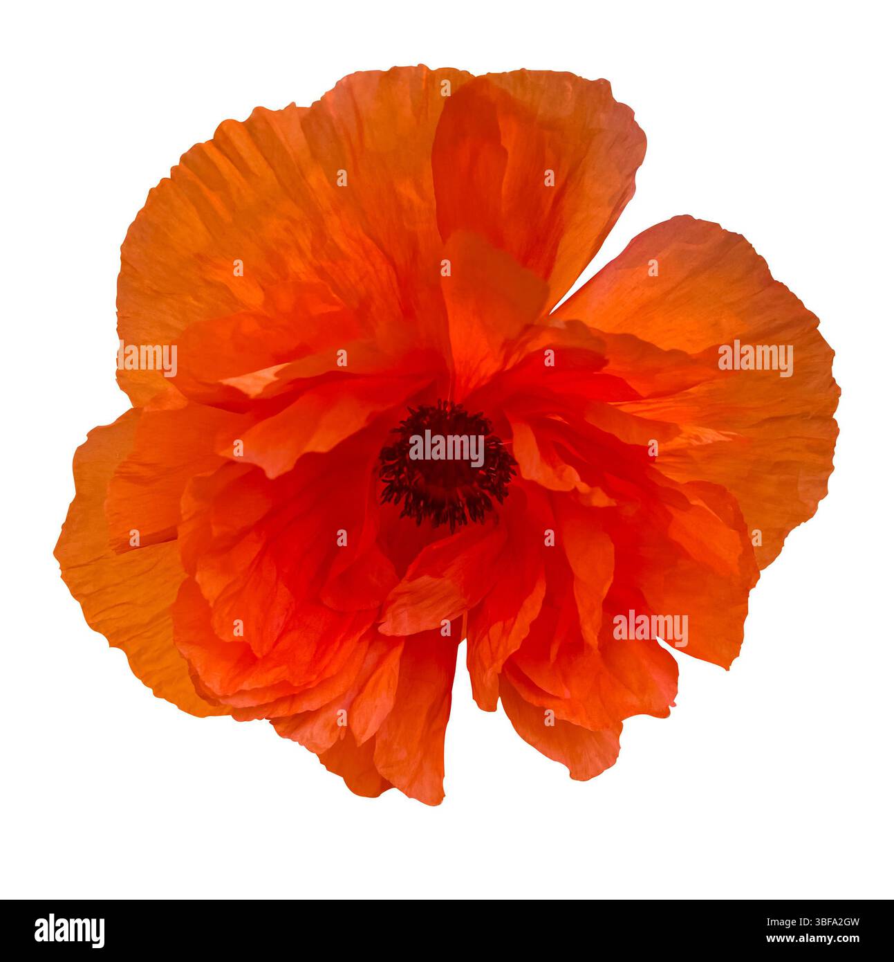 Single poppy on black and white Cut Out Stock Images & Pictures - Alamy