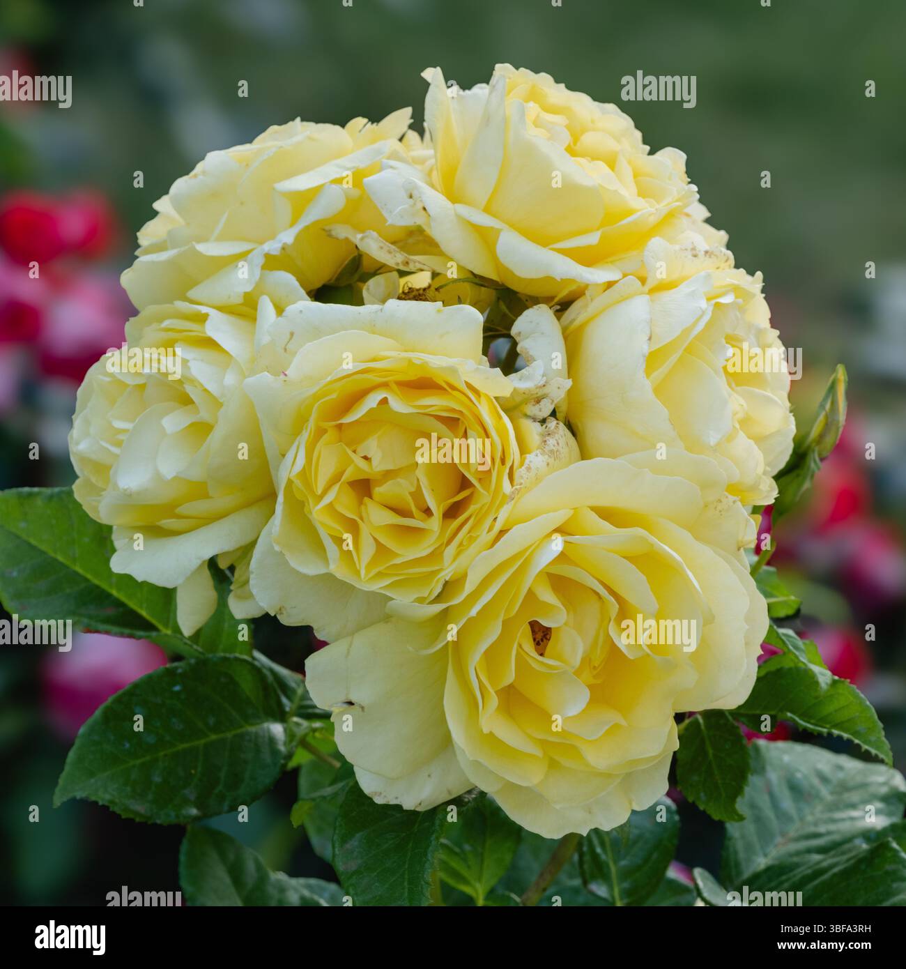 Flor de barcelona hi-res stock photography and images - Alamy