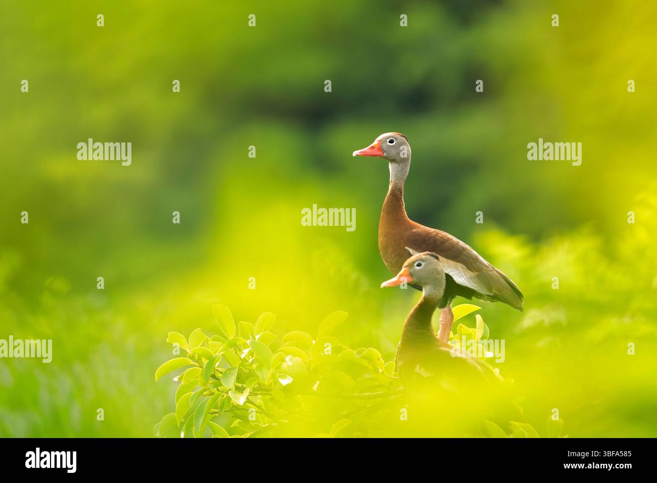 May 31, 2025, Delray Beach, Florida, USA: Black bellied Whistling Ducks ...
