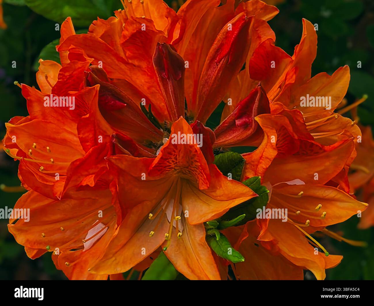 Macro image of bright orange azalea flower cluster in bloom Stock Photo ...