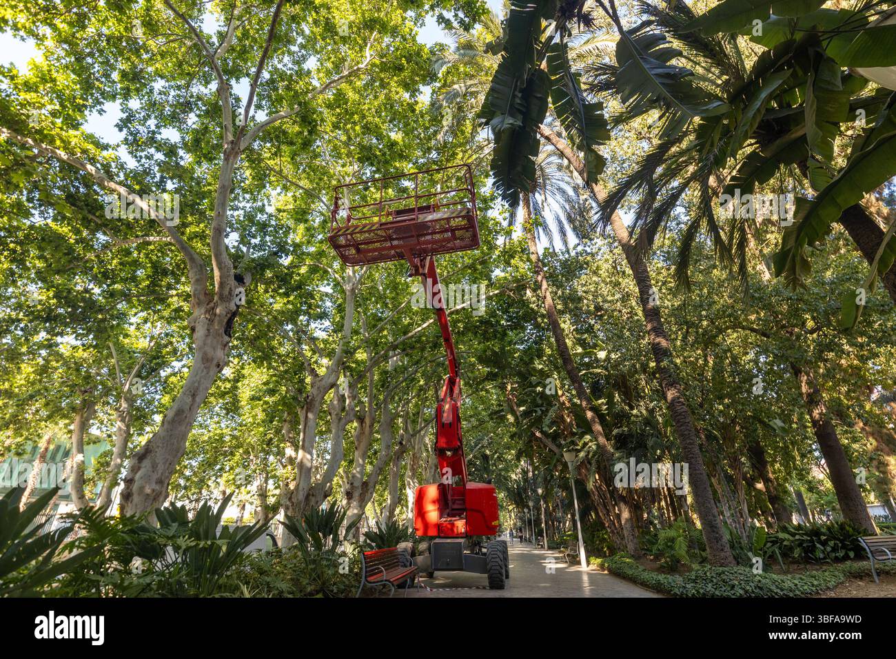 Cutting branches from tall trees in city parks. Work in the city green ...