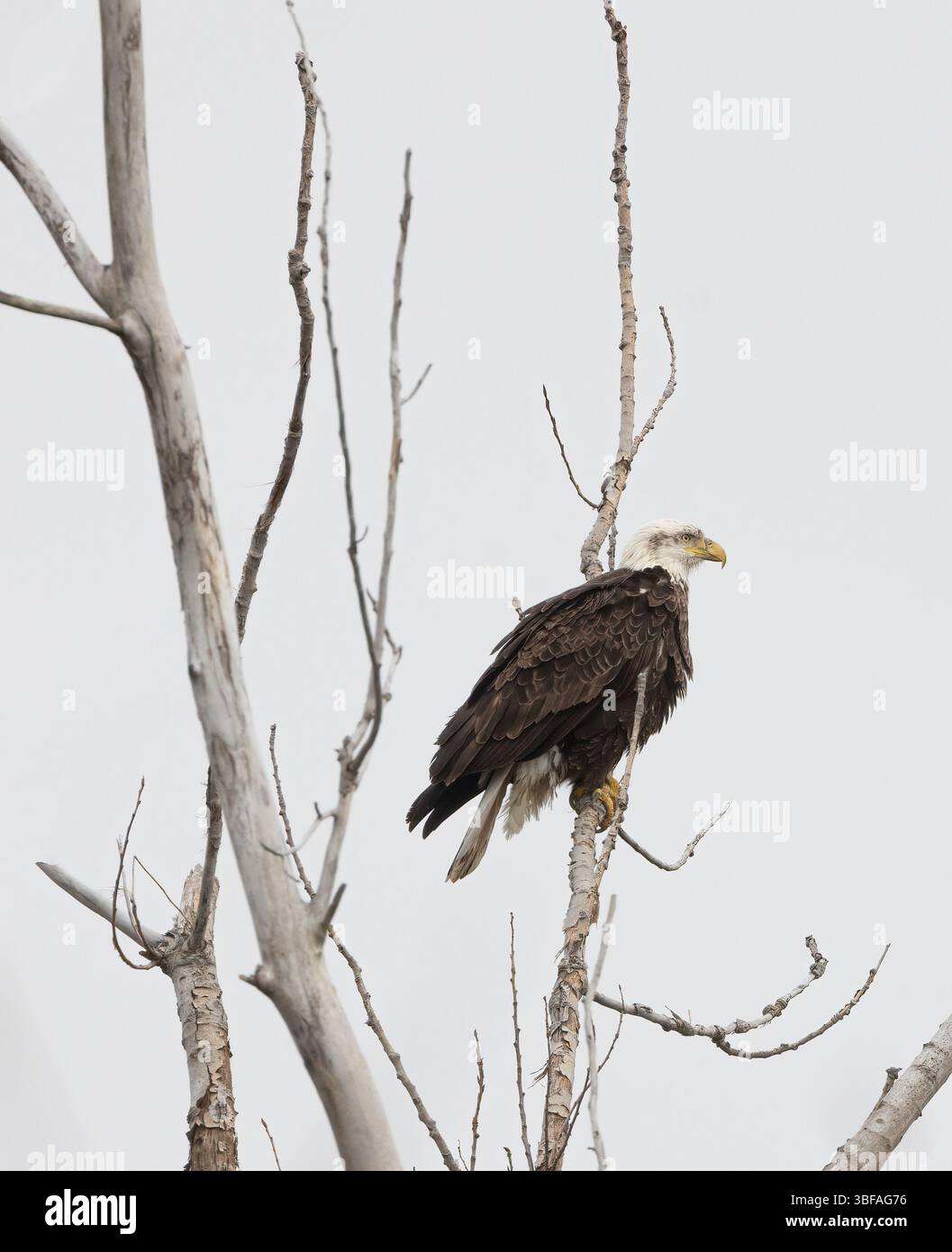 Adult bald eagle in a tree Stock Photo - Alamy